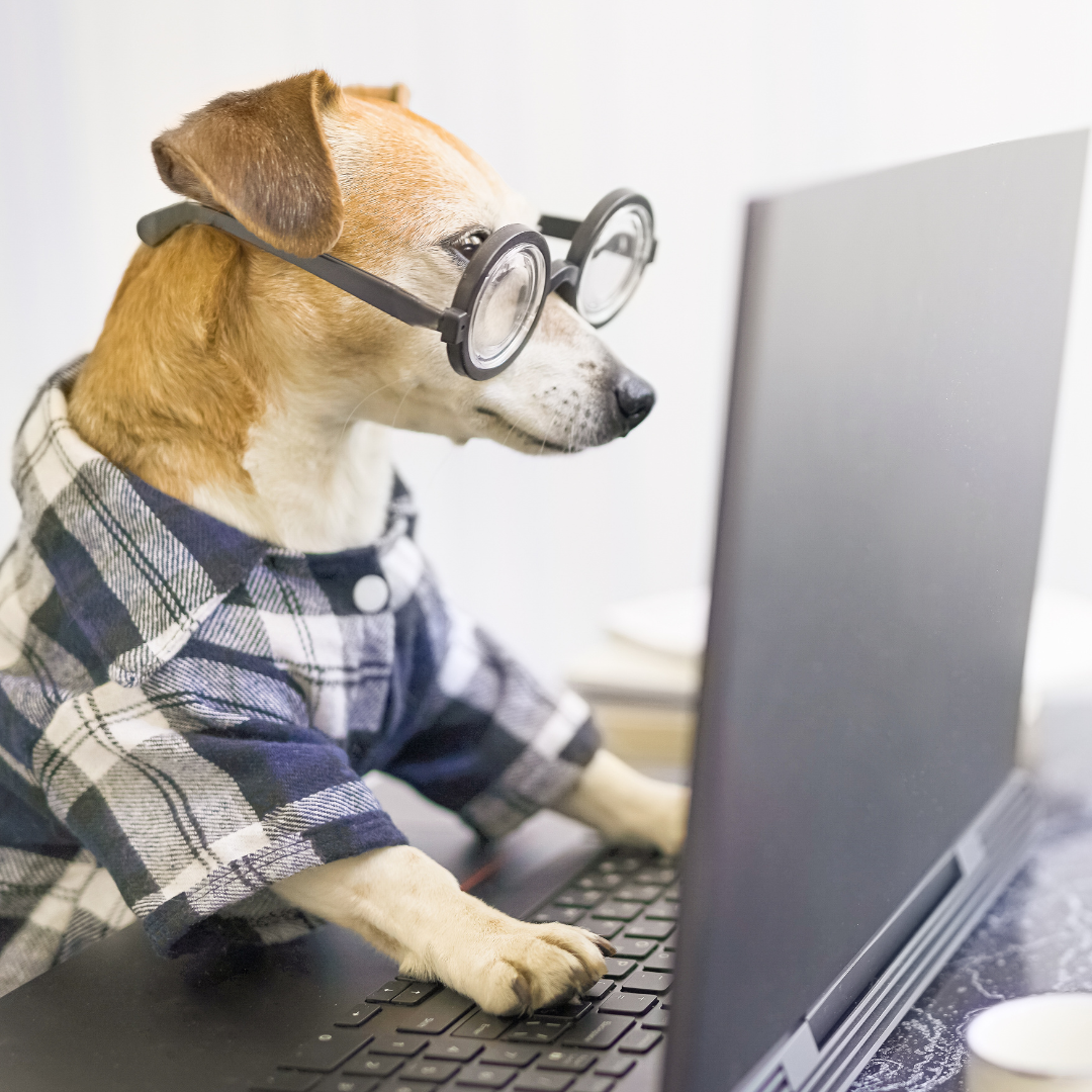 5 Breeds Of The Smartest Dogs - Stay at Home Pet Services