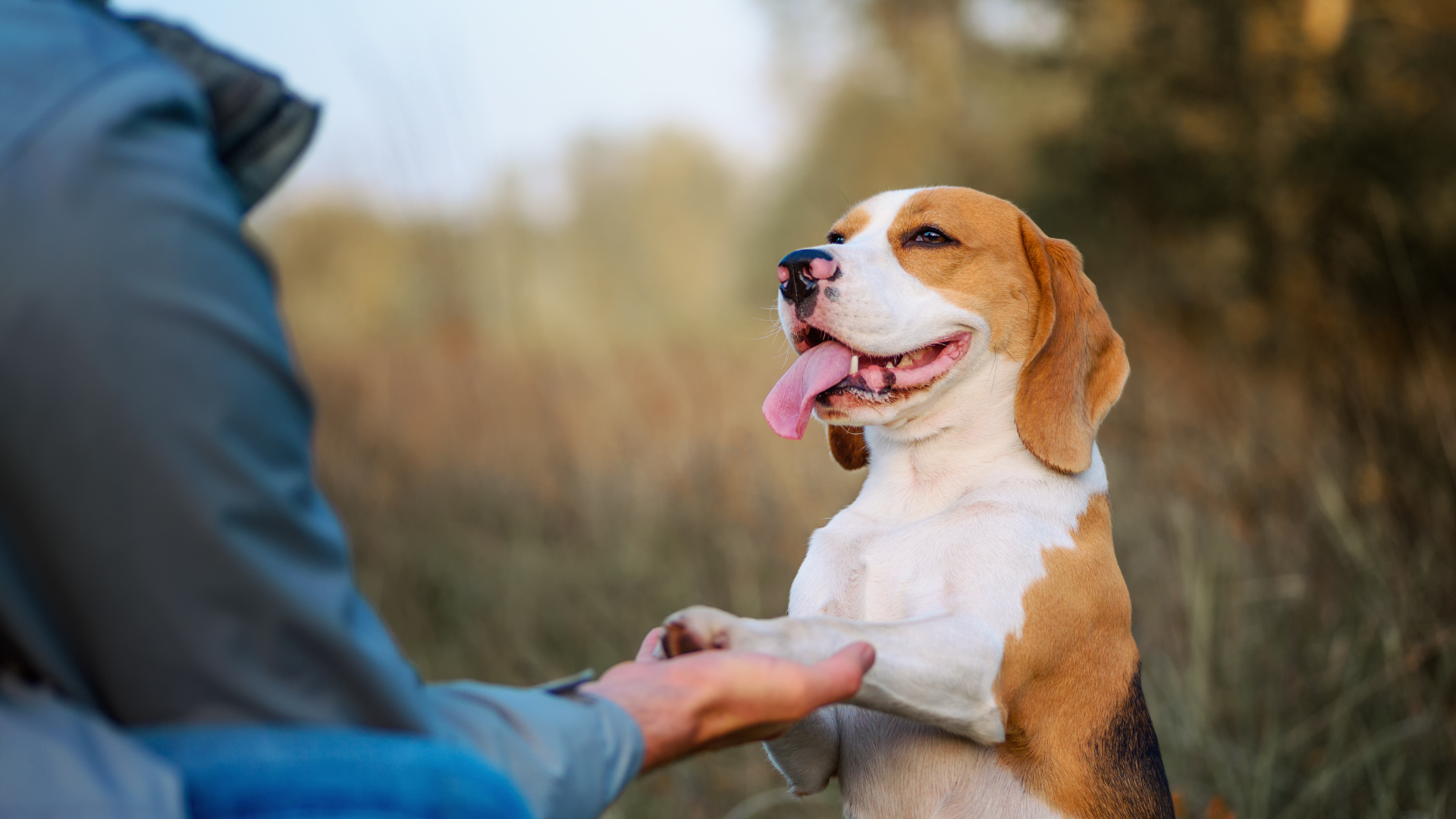 The Best Ways To Train Your Dog - Stay at Home Pet Services