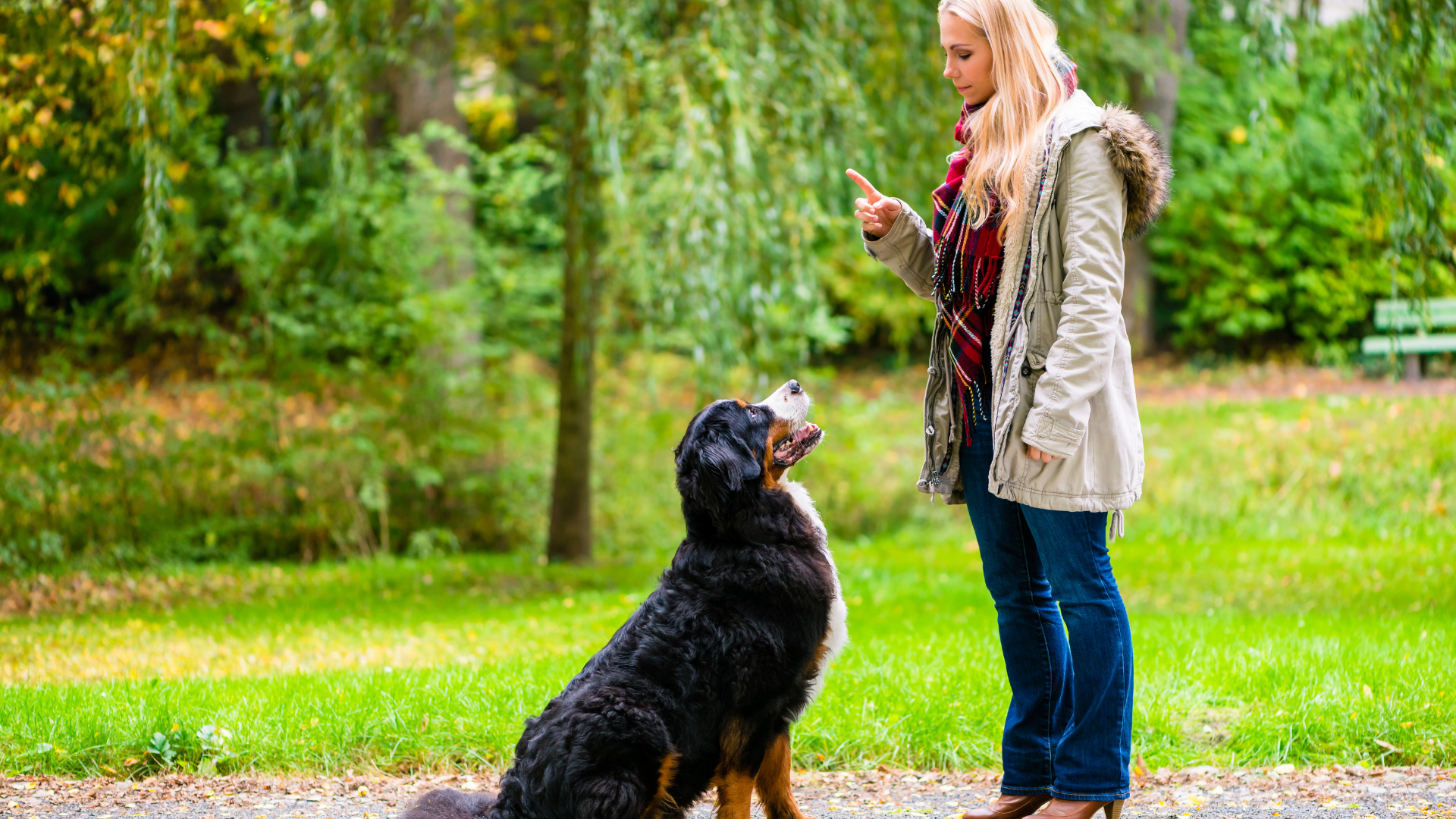 The Best Ways To Train Your Dog - Stay at Home Pet Services