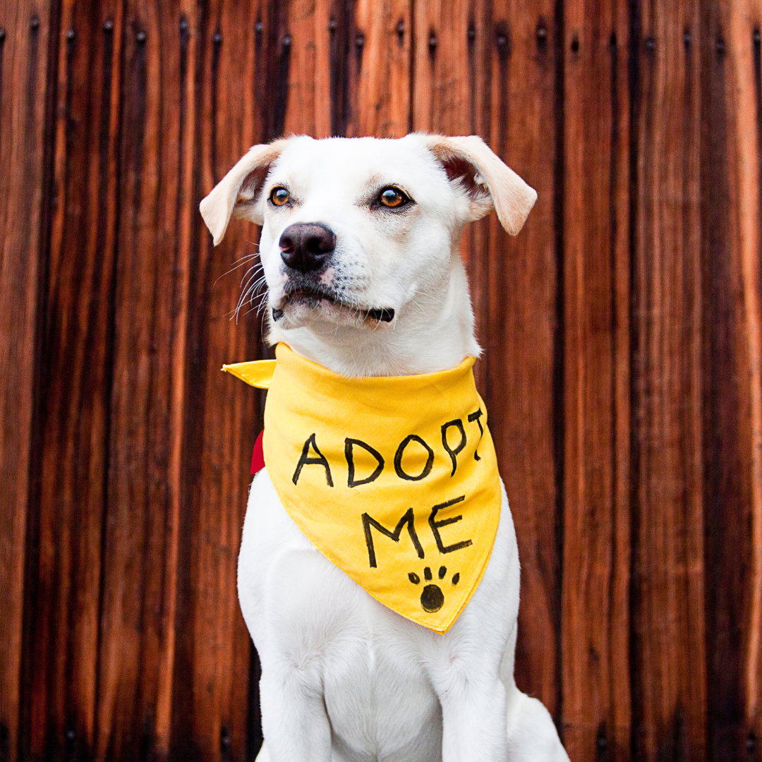 Celebrating National Mutt Day - Stay at Home Pet Services