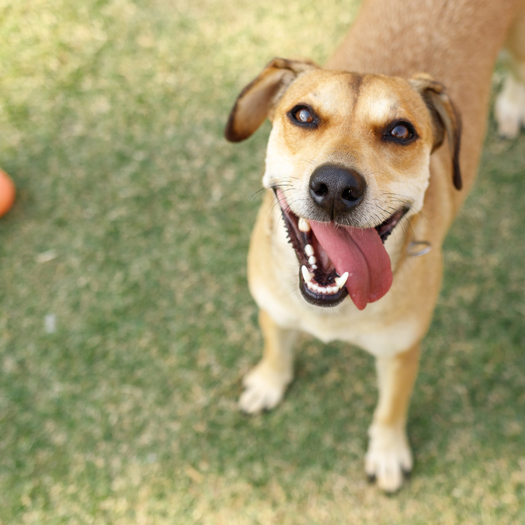Celebrating National Mutt Day - Stay at Home Pet Services