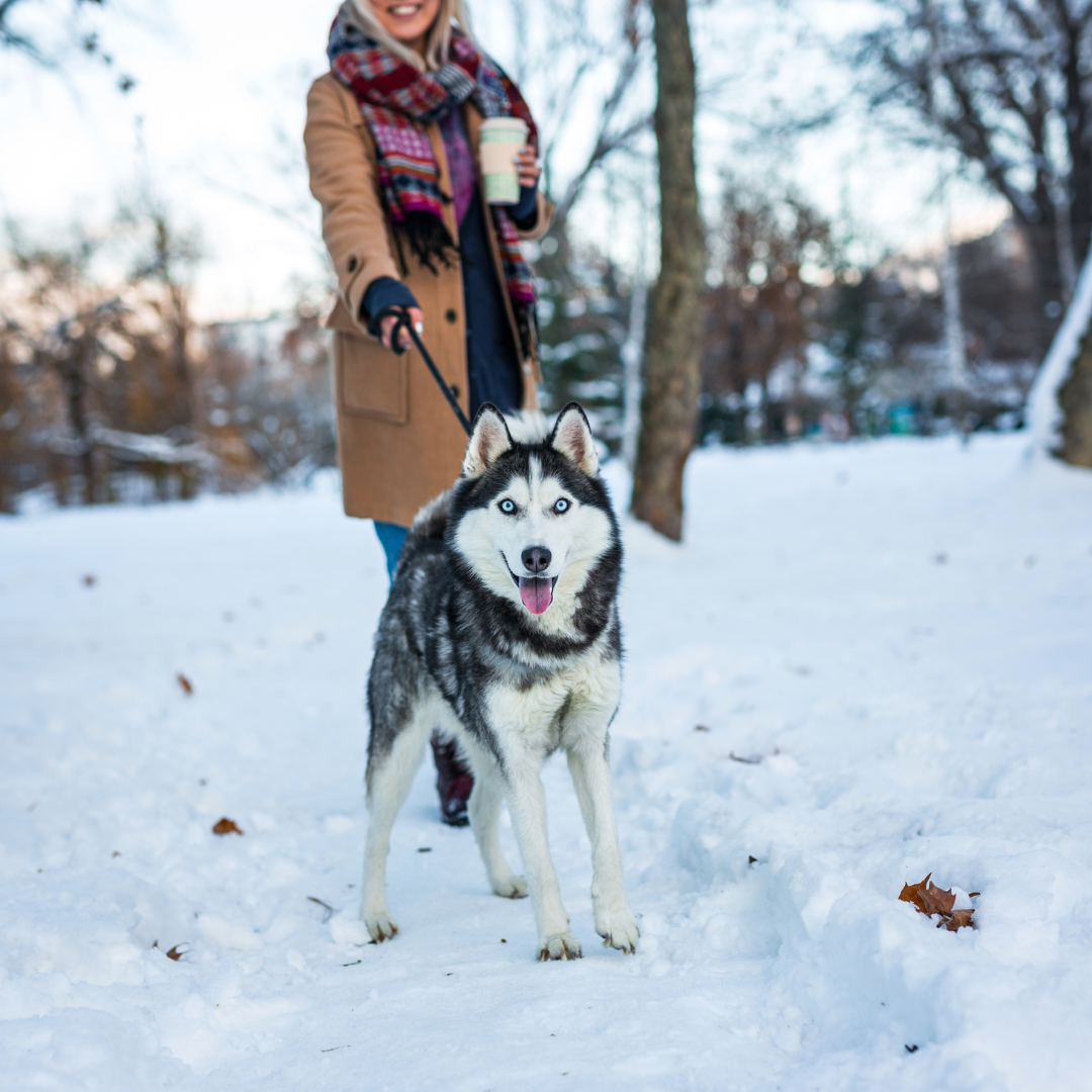 Winter Dog Walking Safety Tips - Stay at Home Pet Services
